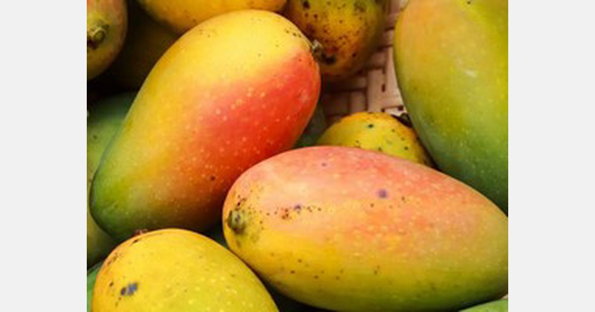 New Zealand sees mango imports from India surge