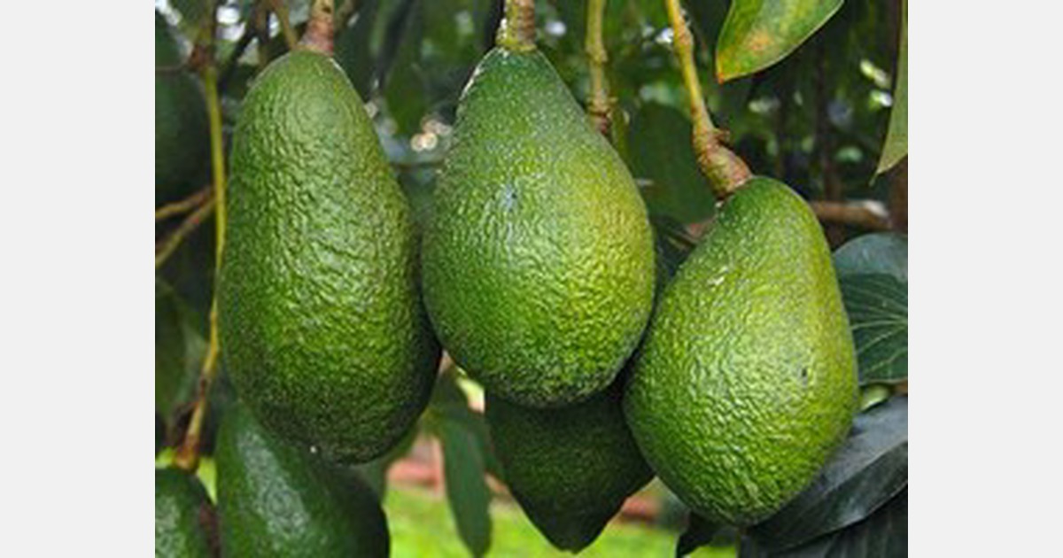 Tanzania sees increased demand for avocados from Burundi