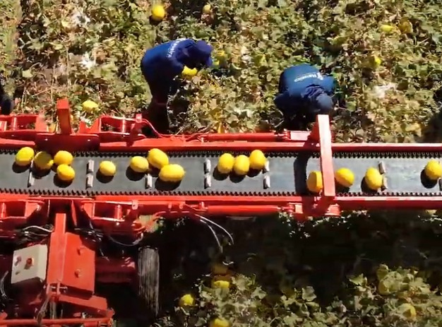 Cearense Cemag presents new fruit harvesting machine