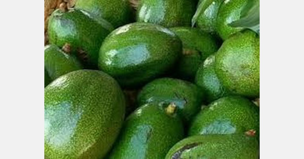 Tanzanian avocado exports up threefold from last harvest season