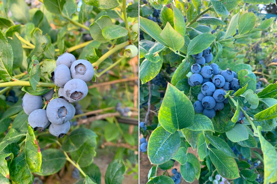 Lower volumes and smaller sizing on Pacific Northwest blueberries