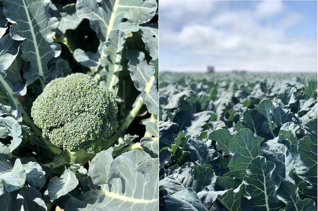 Broccoli supply to tighten in California