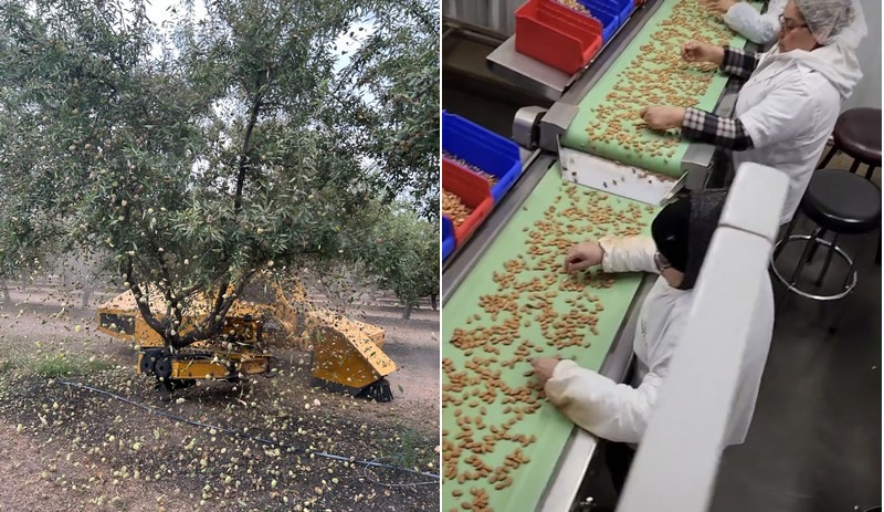 California growers face moving 800 million lb. carry over crop of almonds