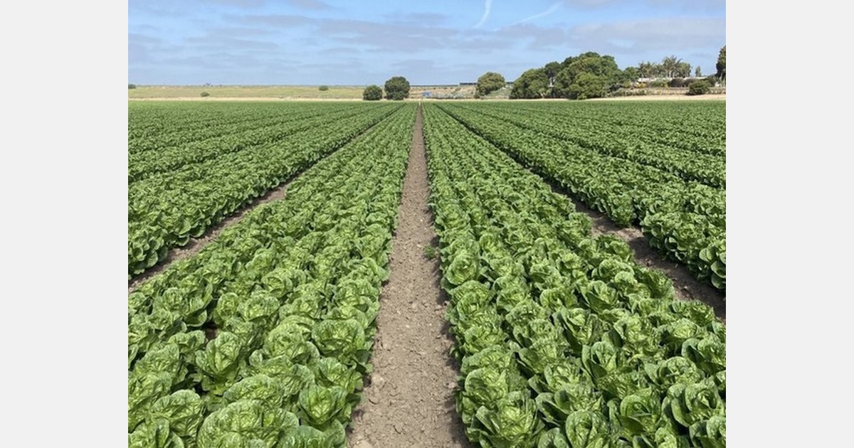 California lettuce prices could strengthen