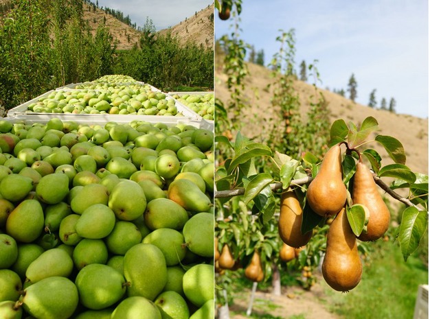 Smaller pear crop for Washington this season
