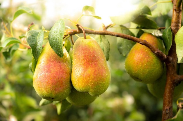 Smaller pear crop for Washington this season