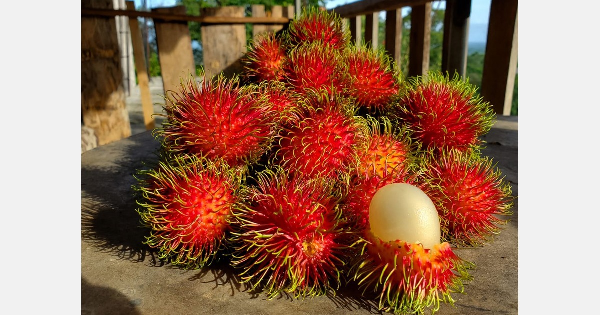 Honduran rambutan program available