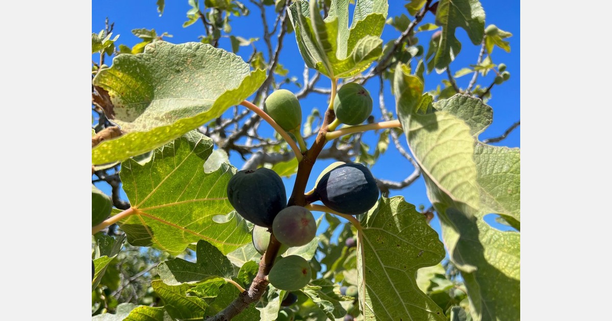 California figs in short supply