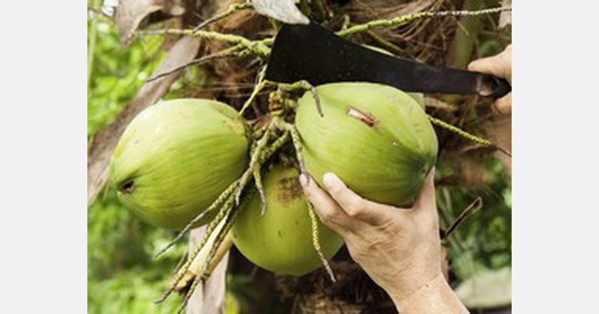 Nigerian coconut growers think sector can generate $400 billion through ...
