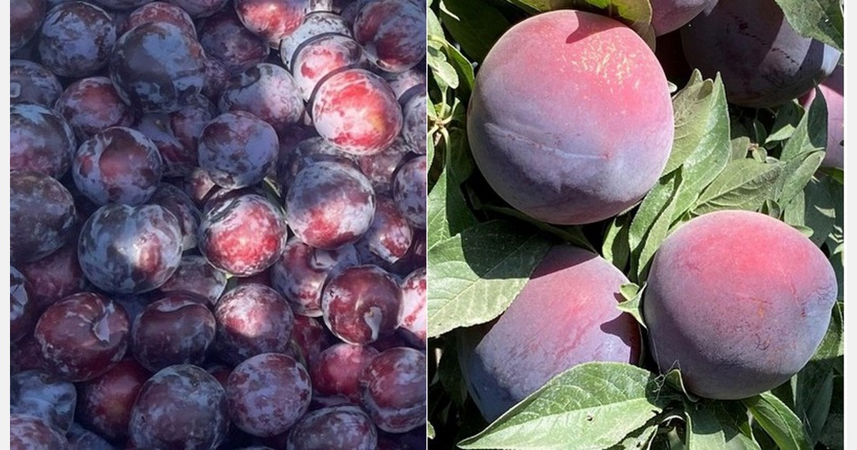 Slimmer supply of California stone fruit