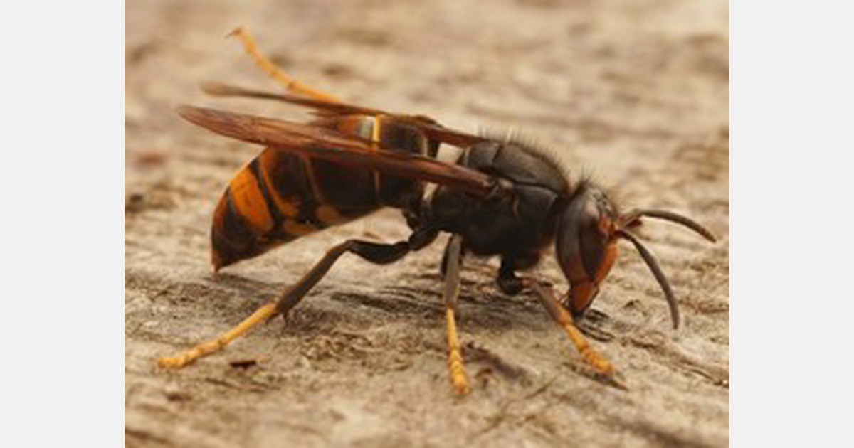 Invasive yellow-legged hornet discovered for first time in the US