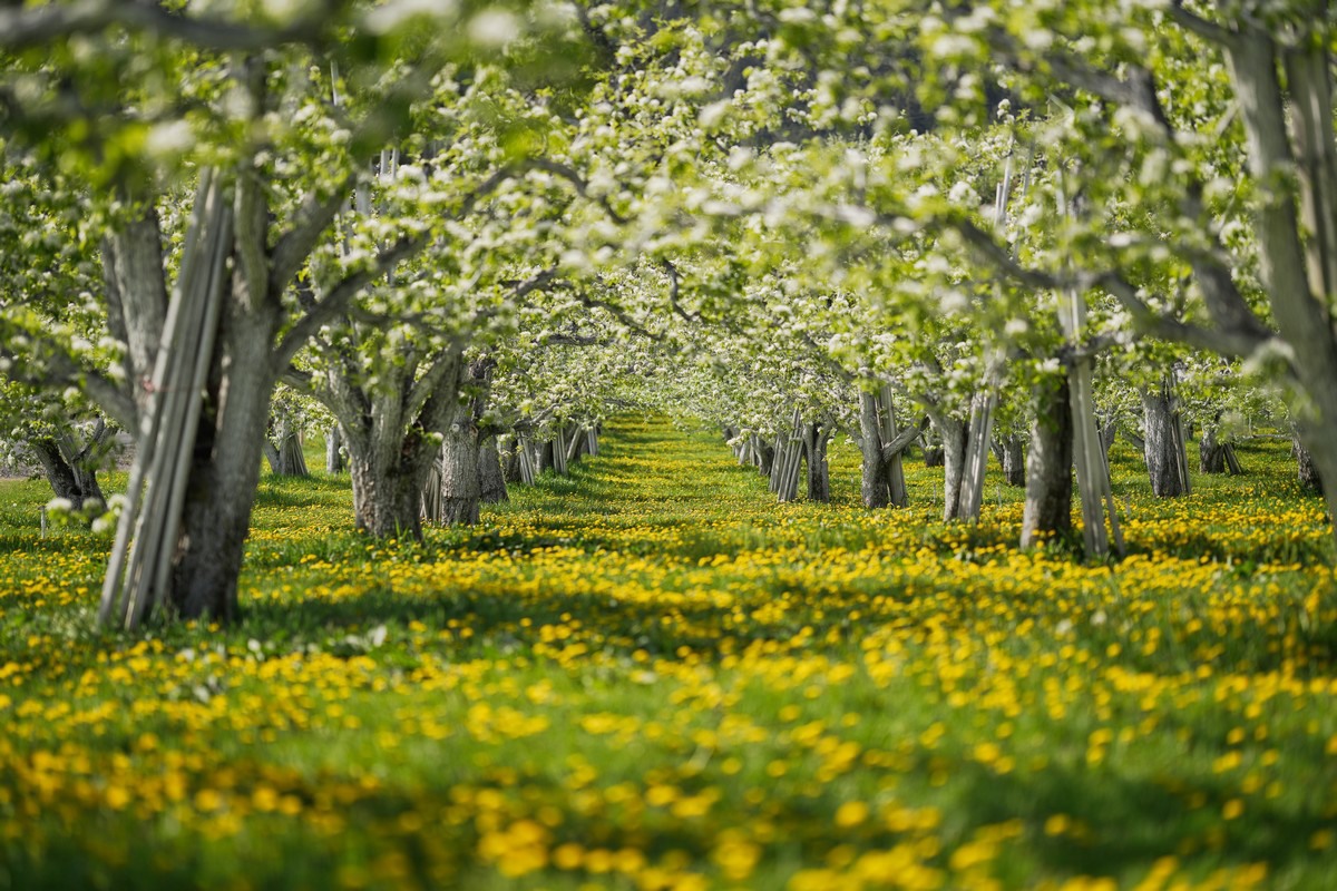 New pear-packing technology unveiled
