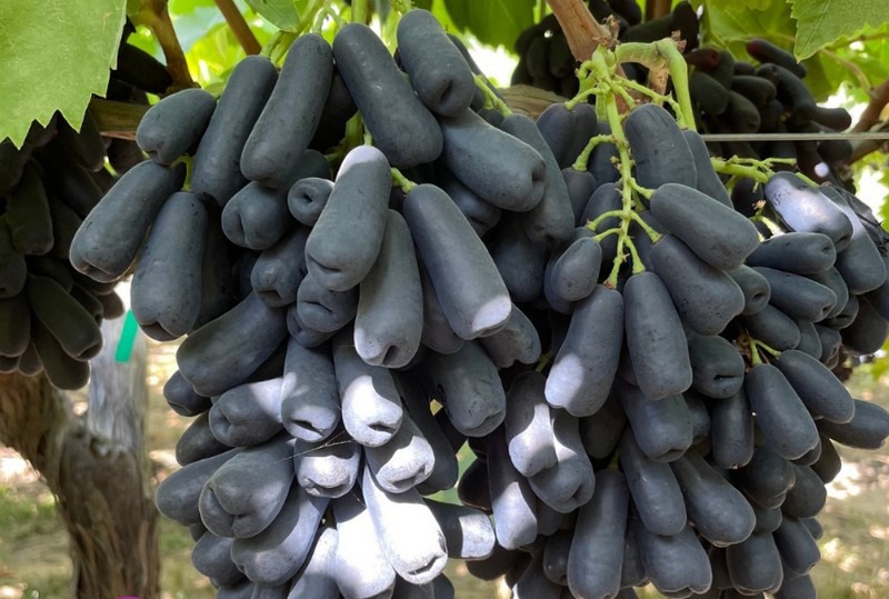 Peak grape supplies for California