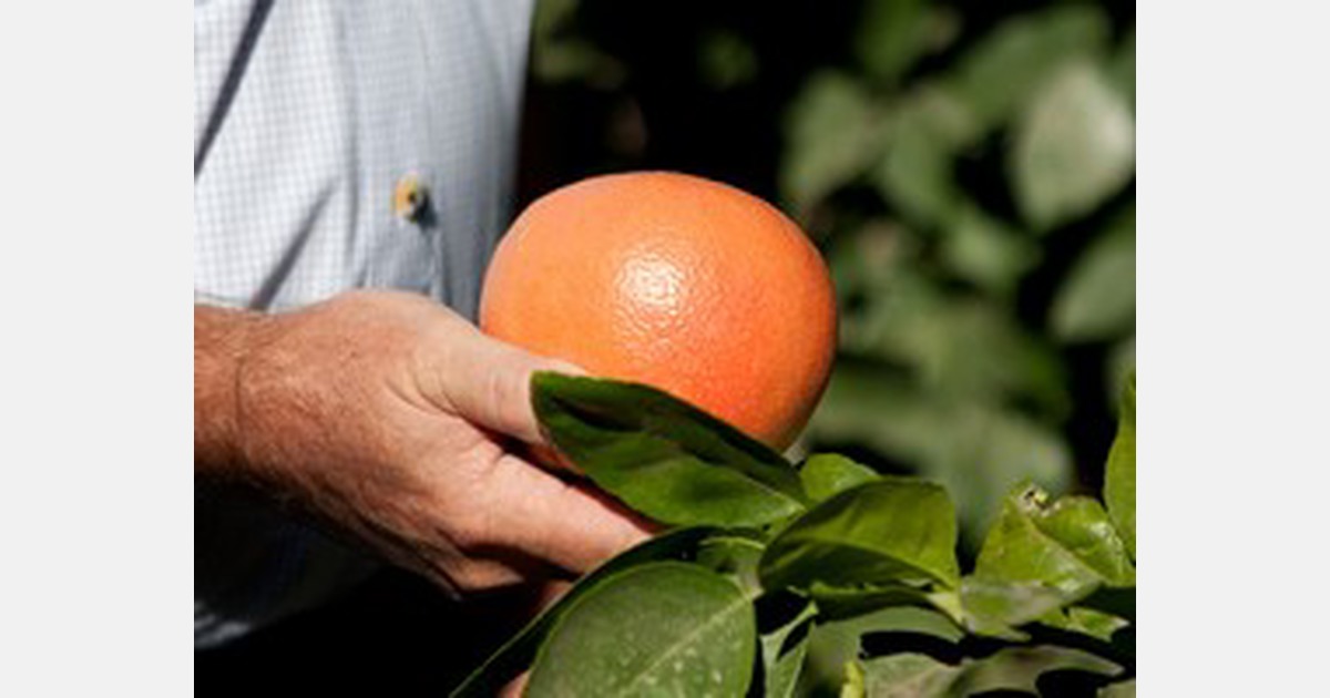 Texas citrus growers appear to be back on track