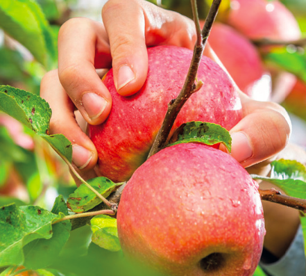 Pink Lady's 2023/2024 season looks promising with 100,000 tons of ...