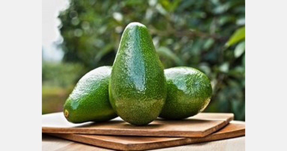 South African parliament celebrates avocado export agreement with China