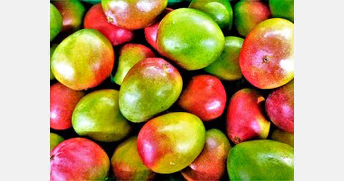 Brazilian fruit exports: Best results achieved by mangoes