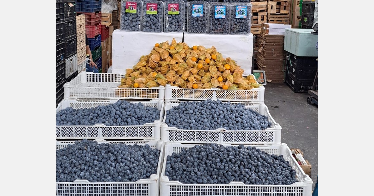 “If Peru's blueberries can come to the 2021 numbers we will be OK”
