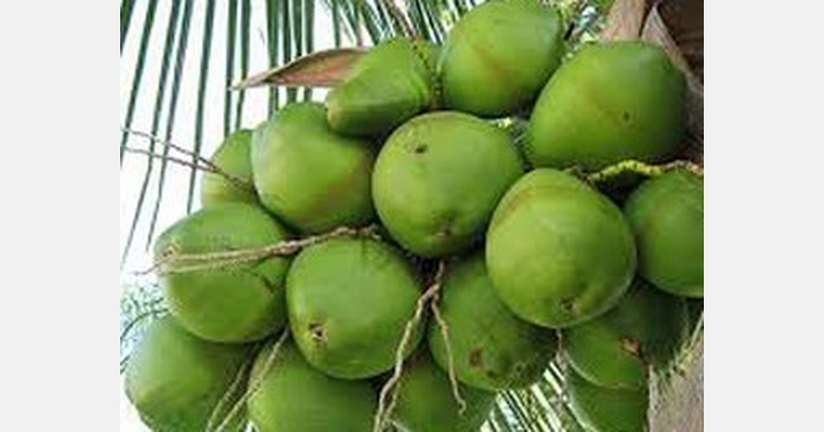 Vietnam’s coconut exports forecast to achieve the USD 1 billion target ...