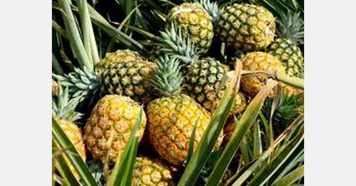 Last year’s pineapple exports from Philippines rebounded