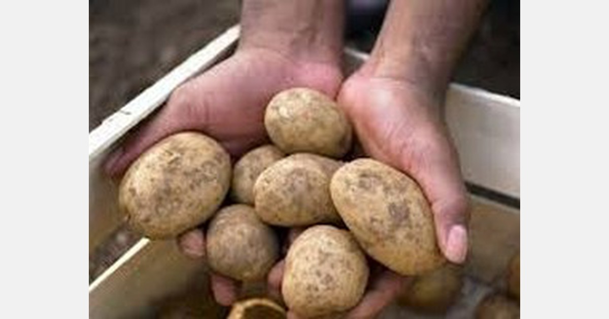 Four new climate-resistant potato varieties created in Nigeria