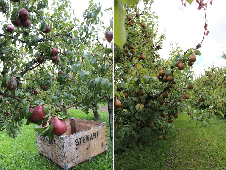 Organic pears thrive in Hood River micro-climate