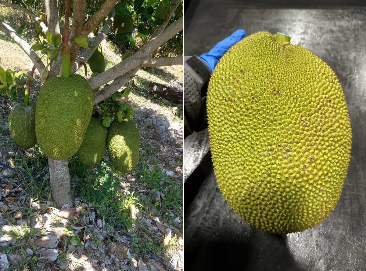 Jackfruit program starts up again