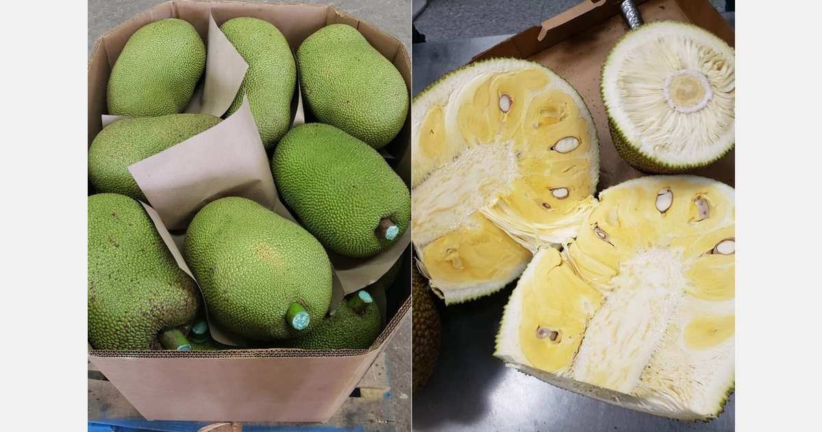 jackfruit fruit drop control
