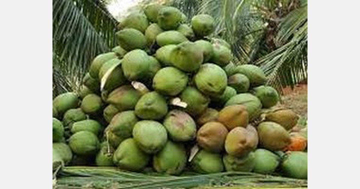 FAO and UNIDO want more investments in Nigerian coconut value chain