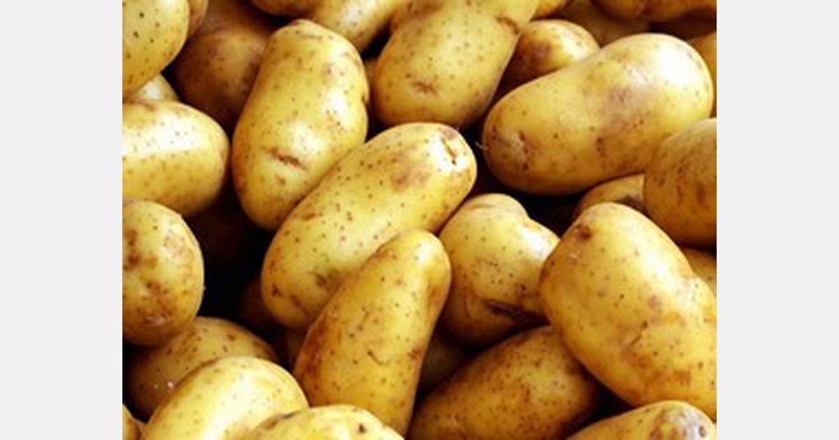Some 29 tons of Aligarh potatoes exported to Guyana, South America