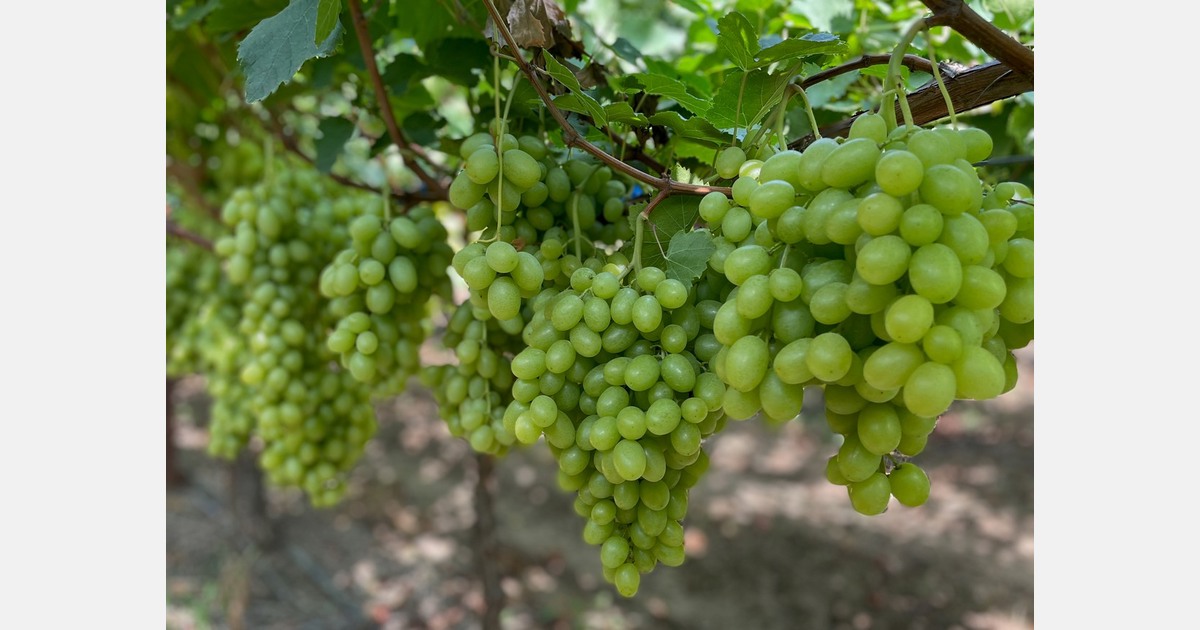 Lower production for Greek grapes, weather is the culprit
