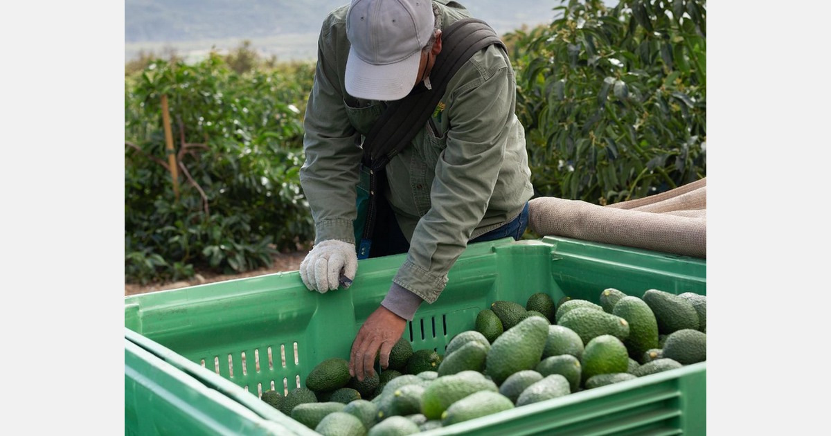 Prices moderating on avocados