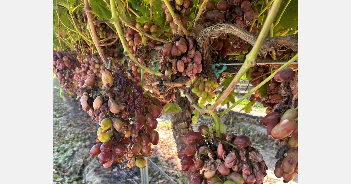 “I believe about half of California’s table grape harvest is lost”