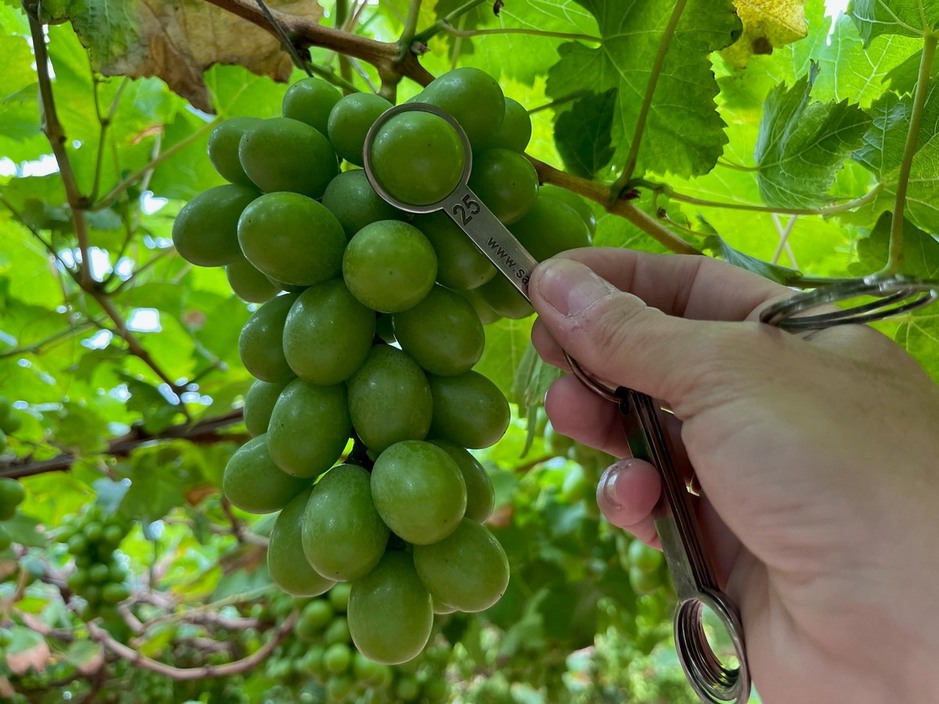 What do you know about table grape production in the north of Peru?