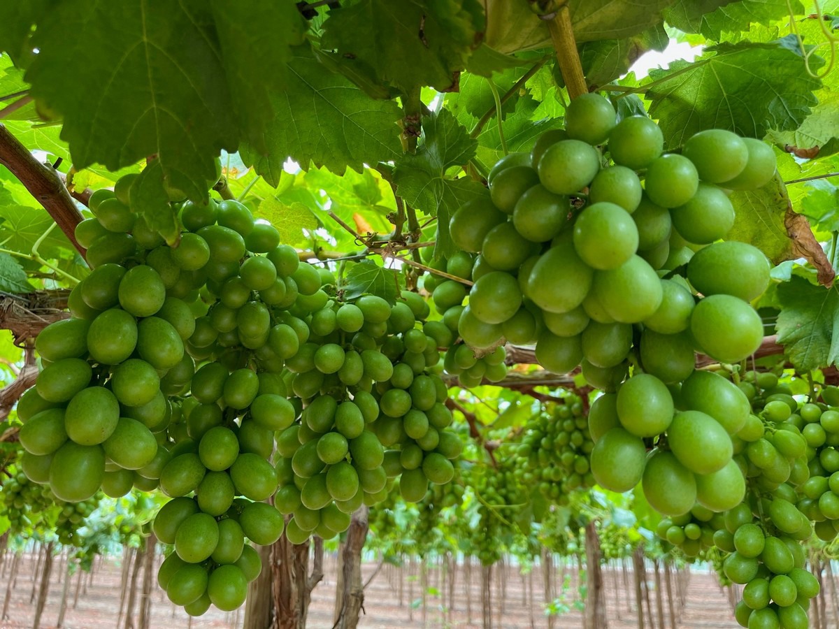 What do you know about table grape production in the north of Peru?
