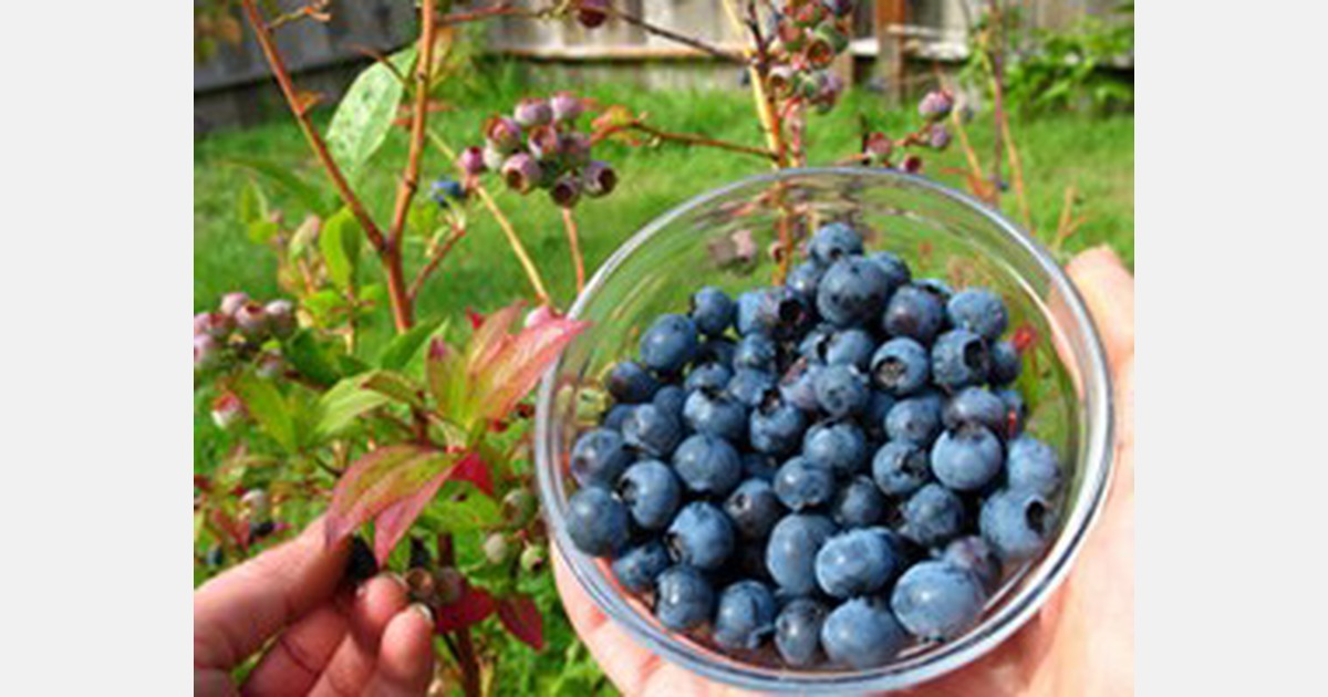 The Peach State might become known as the Blueberry State
