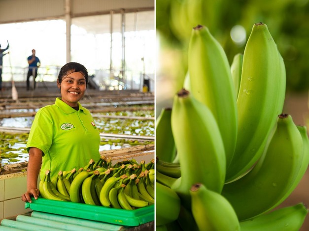Asia is a key region for Mexico-grown organic bananas