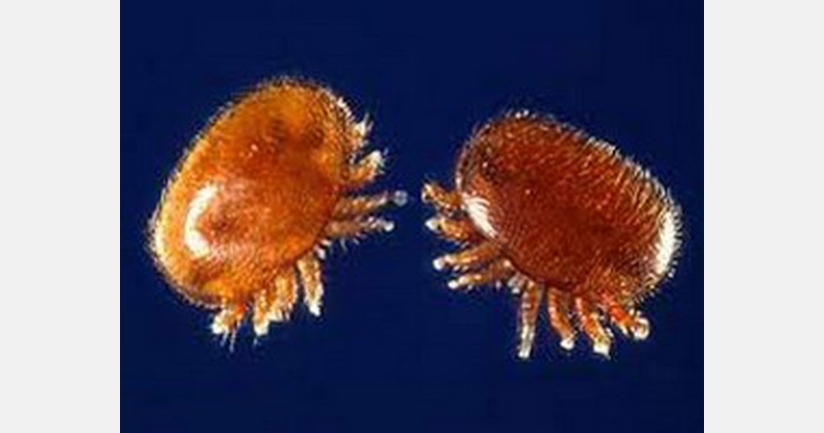 Australia still has opportunity to eradicate varroa mites