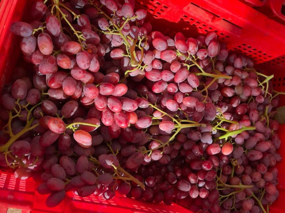 Egyptian grapes still available for export
