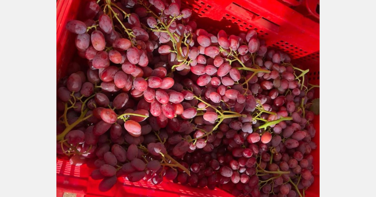 Egyptian grapes still available for export