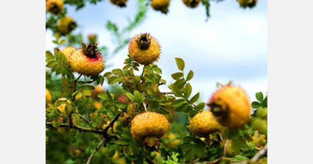 Thorn pear harvest is getting started in Guizhou province