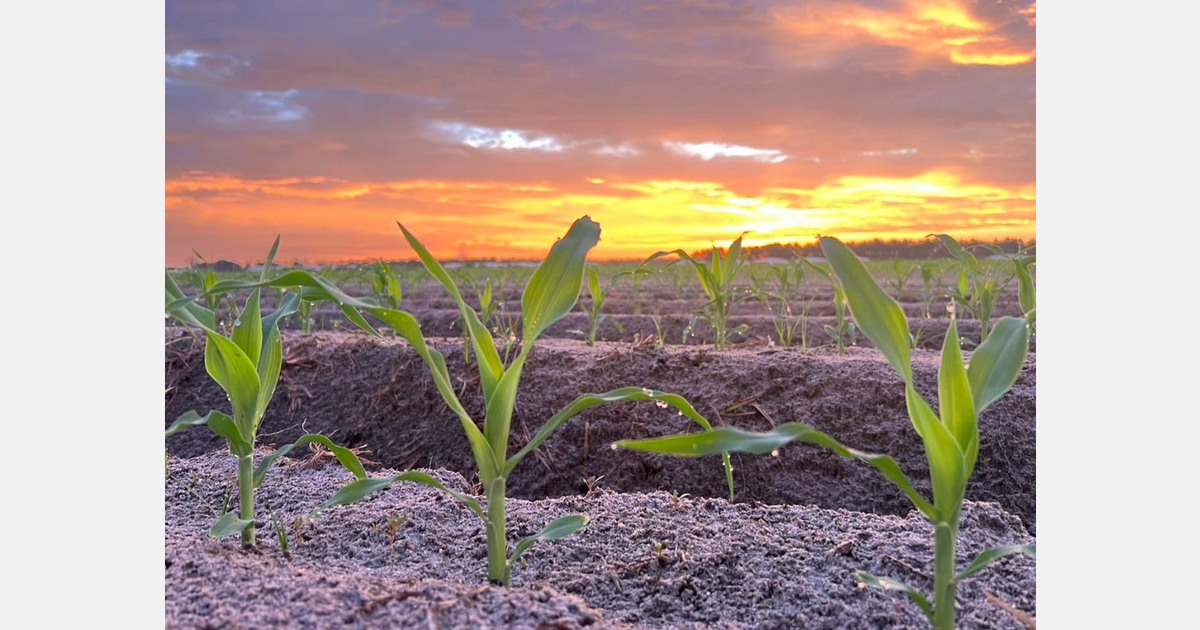 Hurricane Idalia brought only rain, no damage to central Florida corn crop