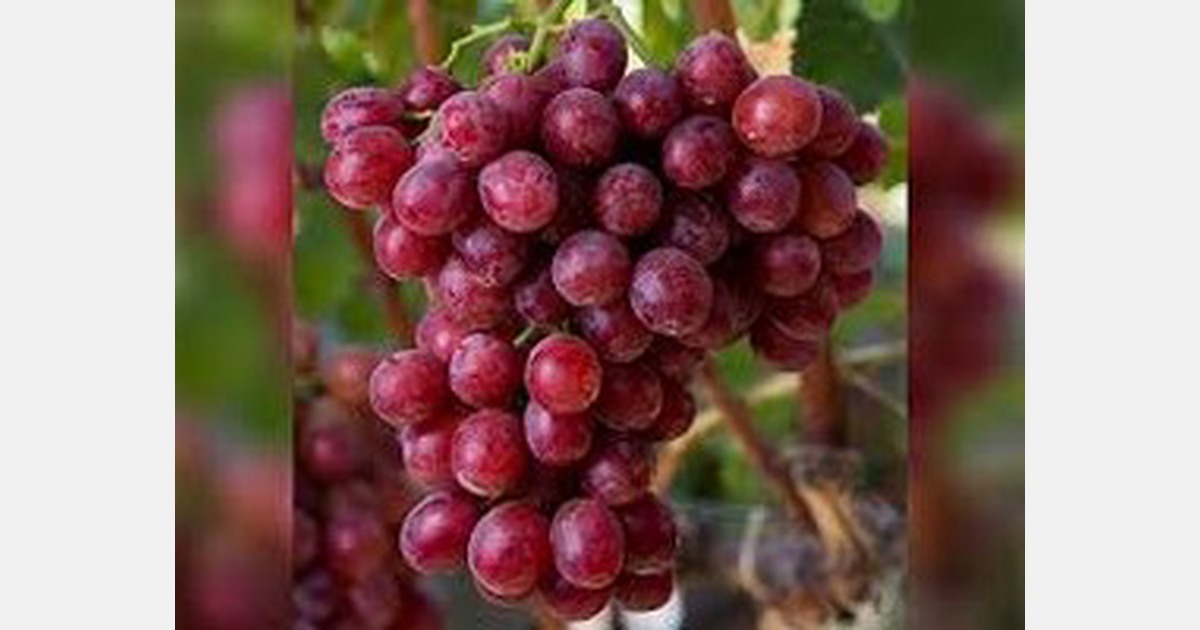 USDA commemorates 100 Years of Contributions to the grape industry