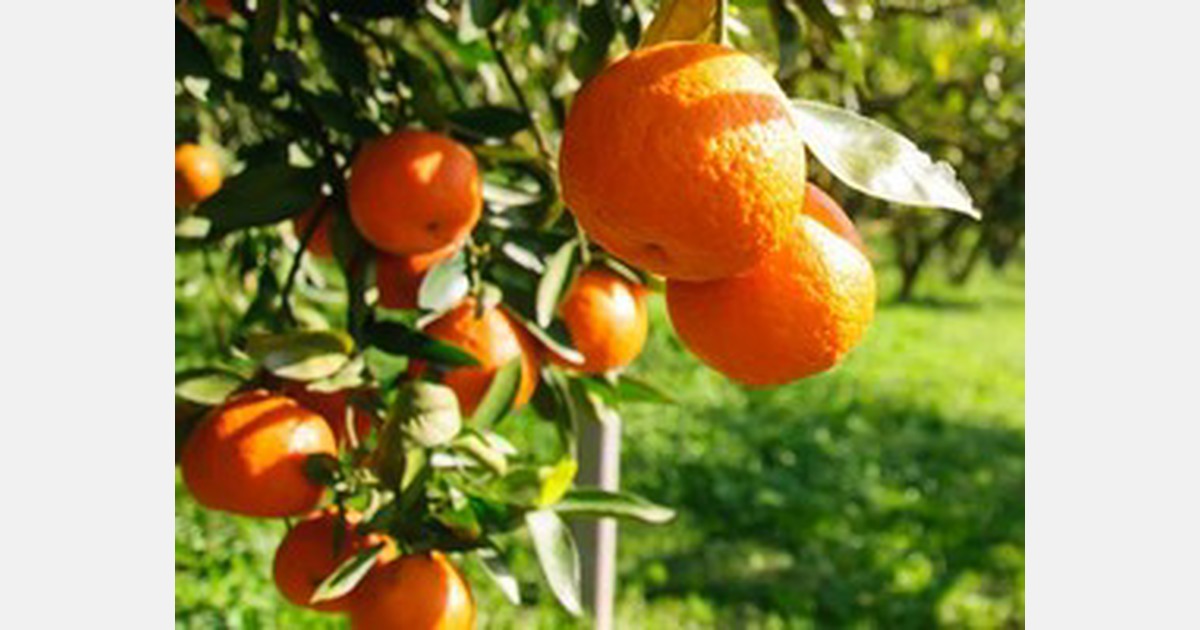 Treatments for citrus greening provides hope for Florida oranges