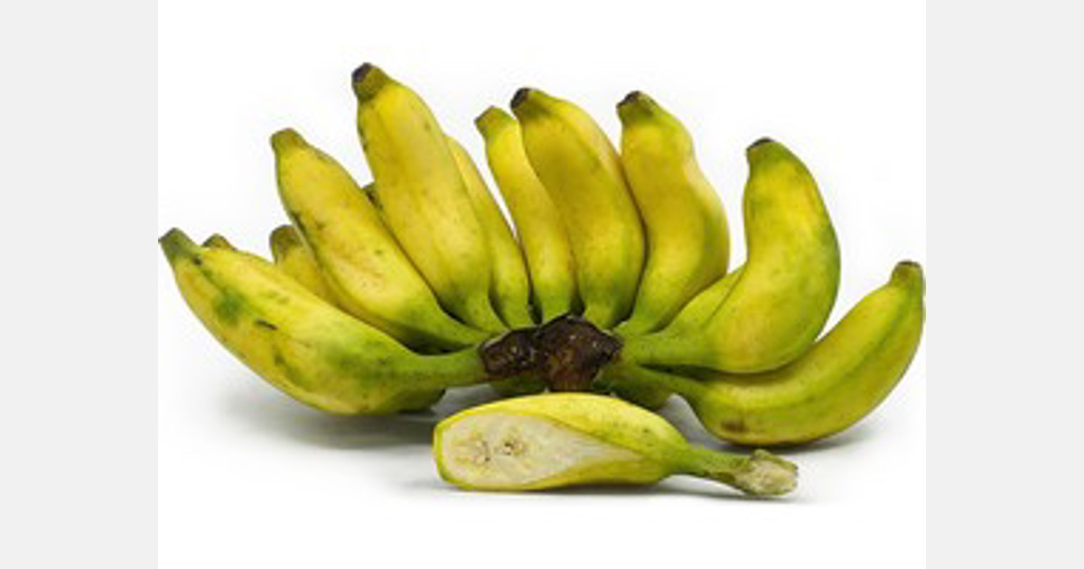 Third organic ‘Ambul’ banana export processing factory to be created in ...
