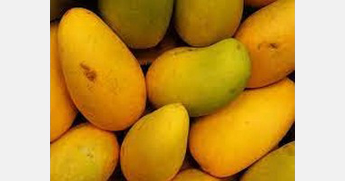 Philippine mangoes arrive in Australia