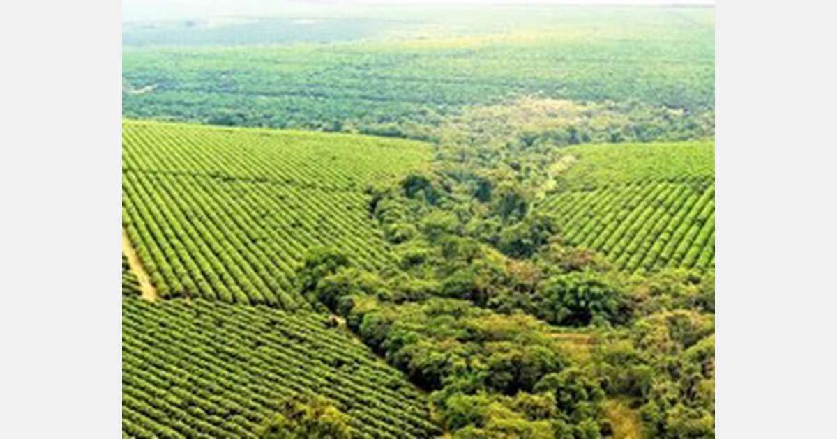 Season’s first update to Brazil’s orange forecast