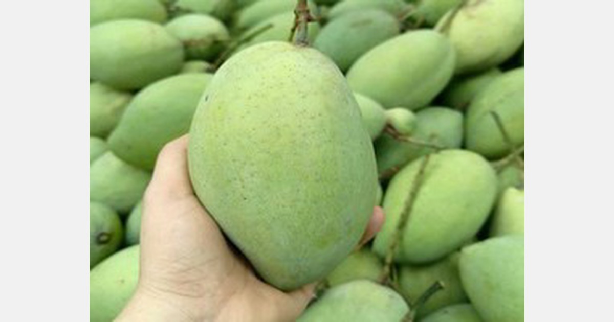 Prices of Mekong Delta’s Hoa Loc mango have doubled