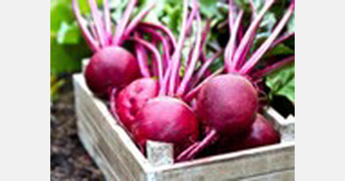 Beet pricing slightly stronger in New Jersey