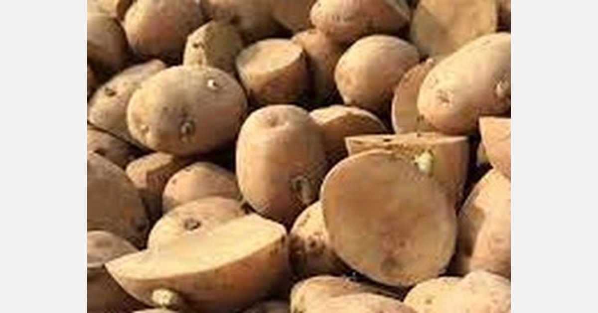 Enhancing production of quality seed potatoes in Rwanda